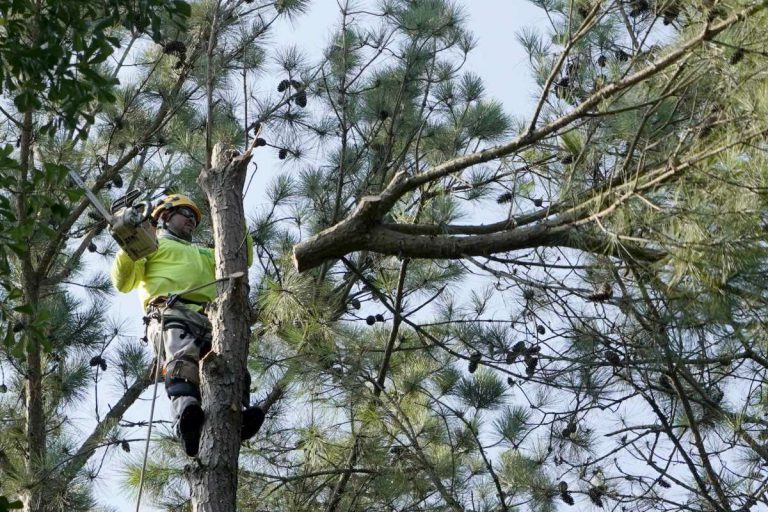Jones Road Tree Service | Houston, Cypress, Spring TX | Tree Pruning